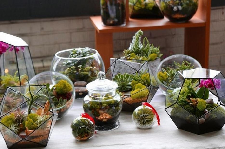 ¿Cómo funciona un terrario?