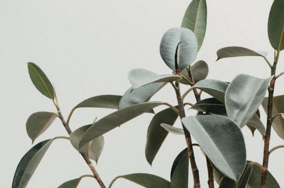 Cómo podar una planta de caucho (Ficus elastica)