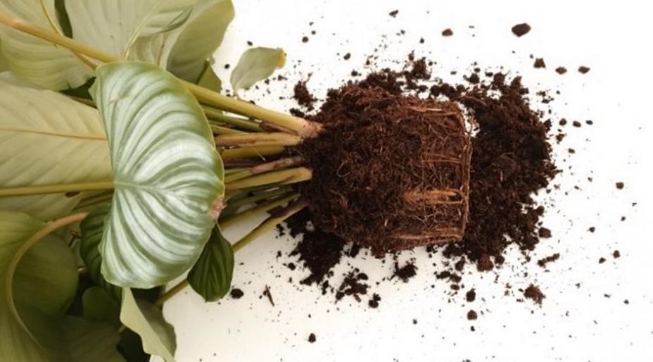 Cómo reproducir las plantas de Calathea