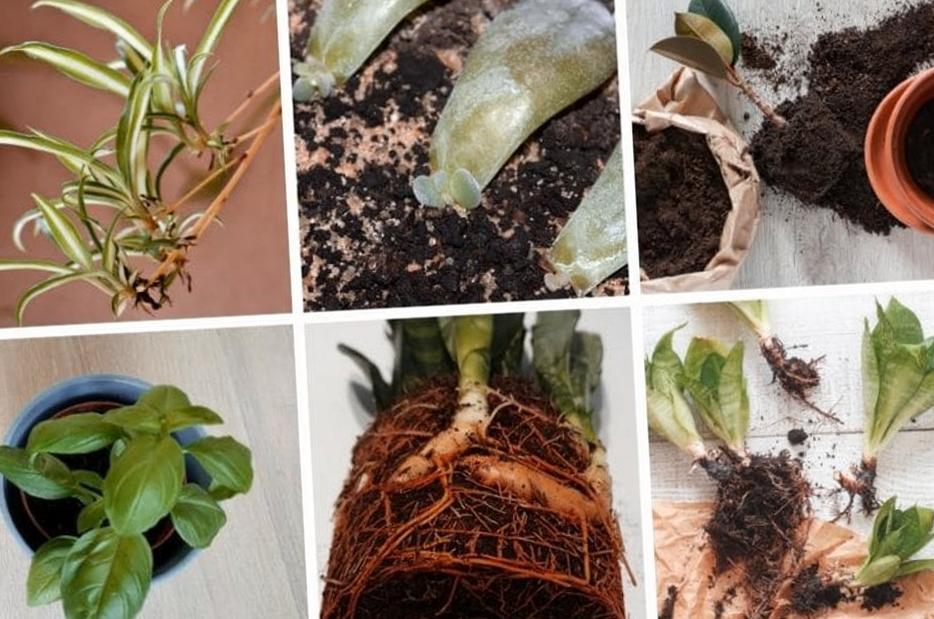 Cómo reproducir plantas de interior: Guía completa con imágenes