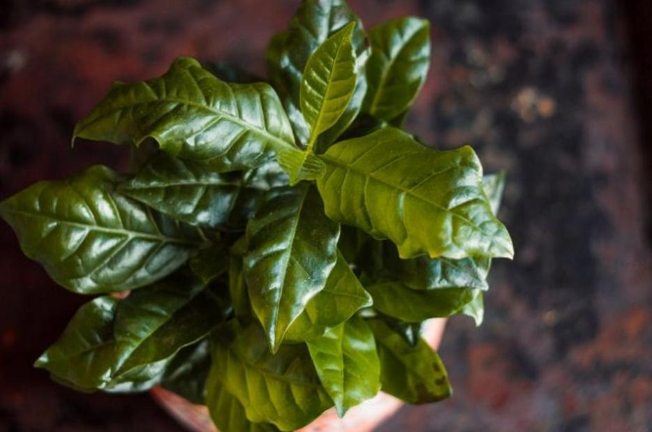 Cuidado de la planta del café en interiores (Coffea arabica)