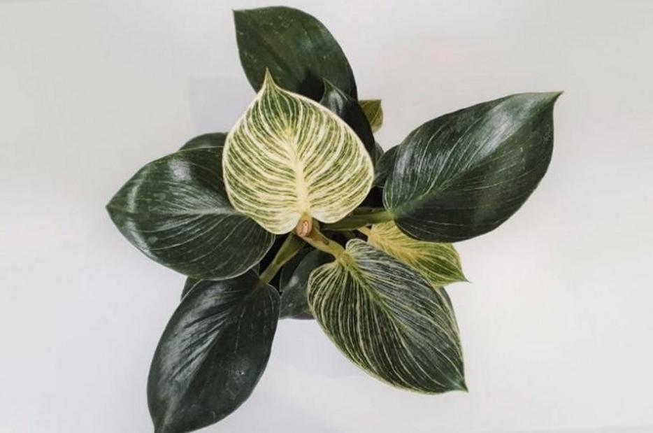 Cuidado del Filodendro Birkin (Guía completa)